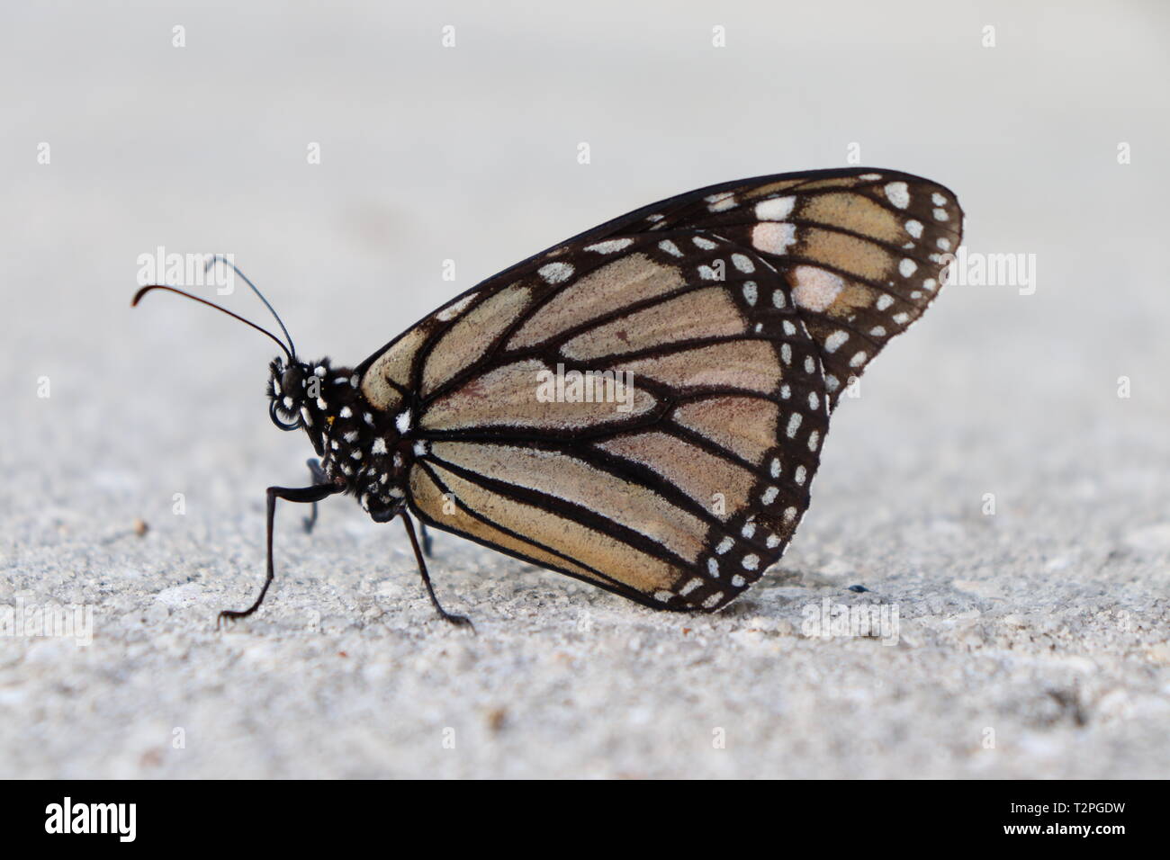 Best butterfly photos hi-res stock photography and images - Alamy