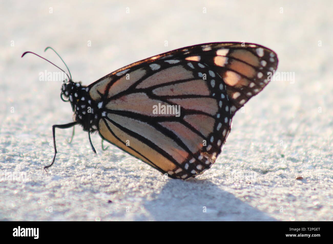 Real butterfly hi-res stock photography and images - Alamy