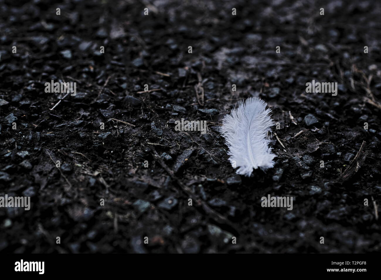 Plume laying on the ground Stock Photo - Alamy