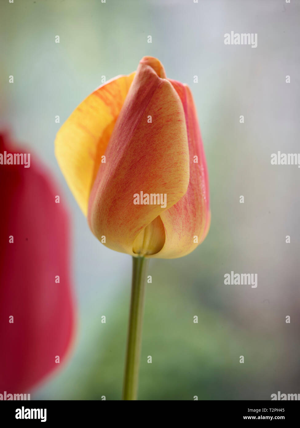 Spring tulip flower in a london urban garden, England, United Kingdom ...