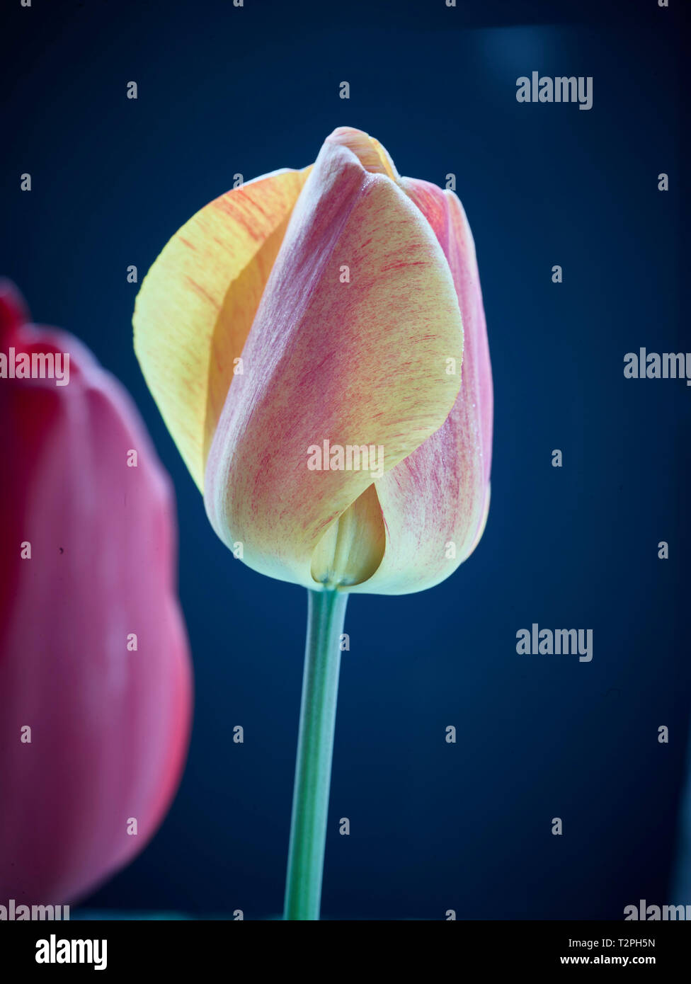 Spring tulip flower in a london urban garden, England, United Kingdom ...