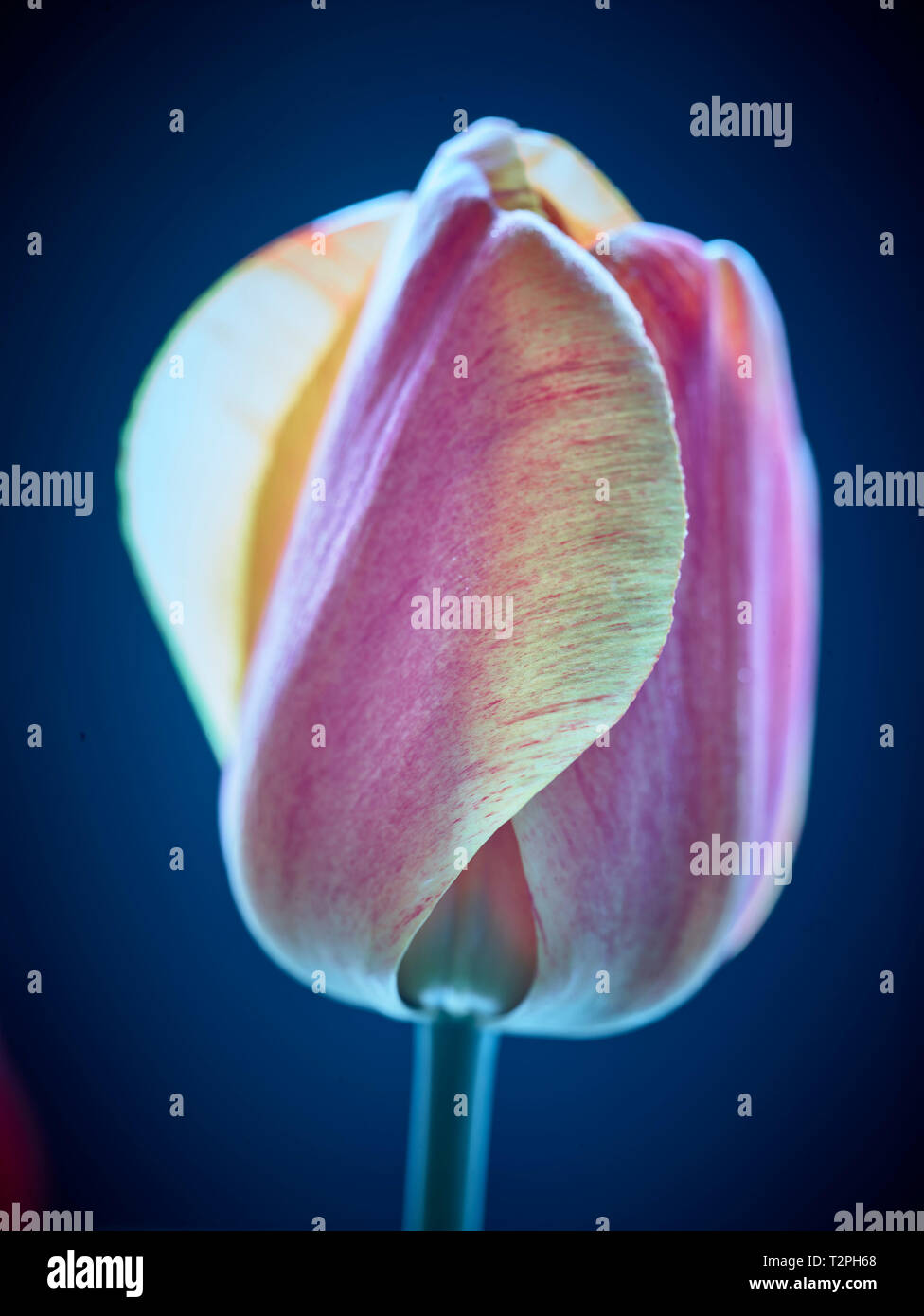 Spring tulip flower in a london urban garden, England, United Kingdom ...