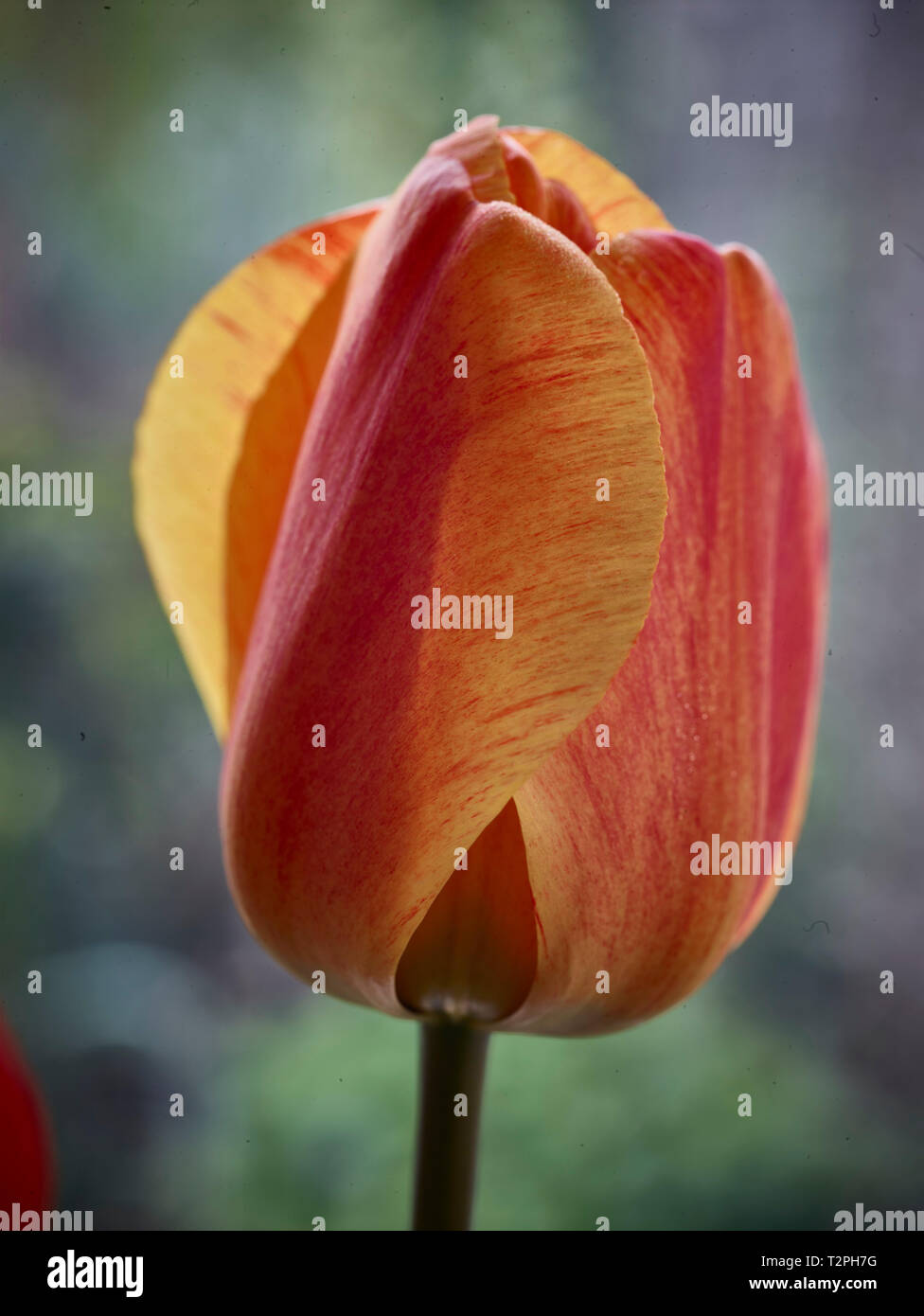 Spring tulip flower in a london urban garden, England, United Kingdom ...