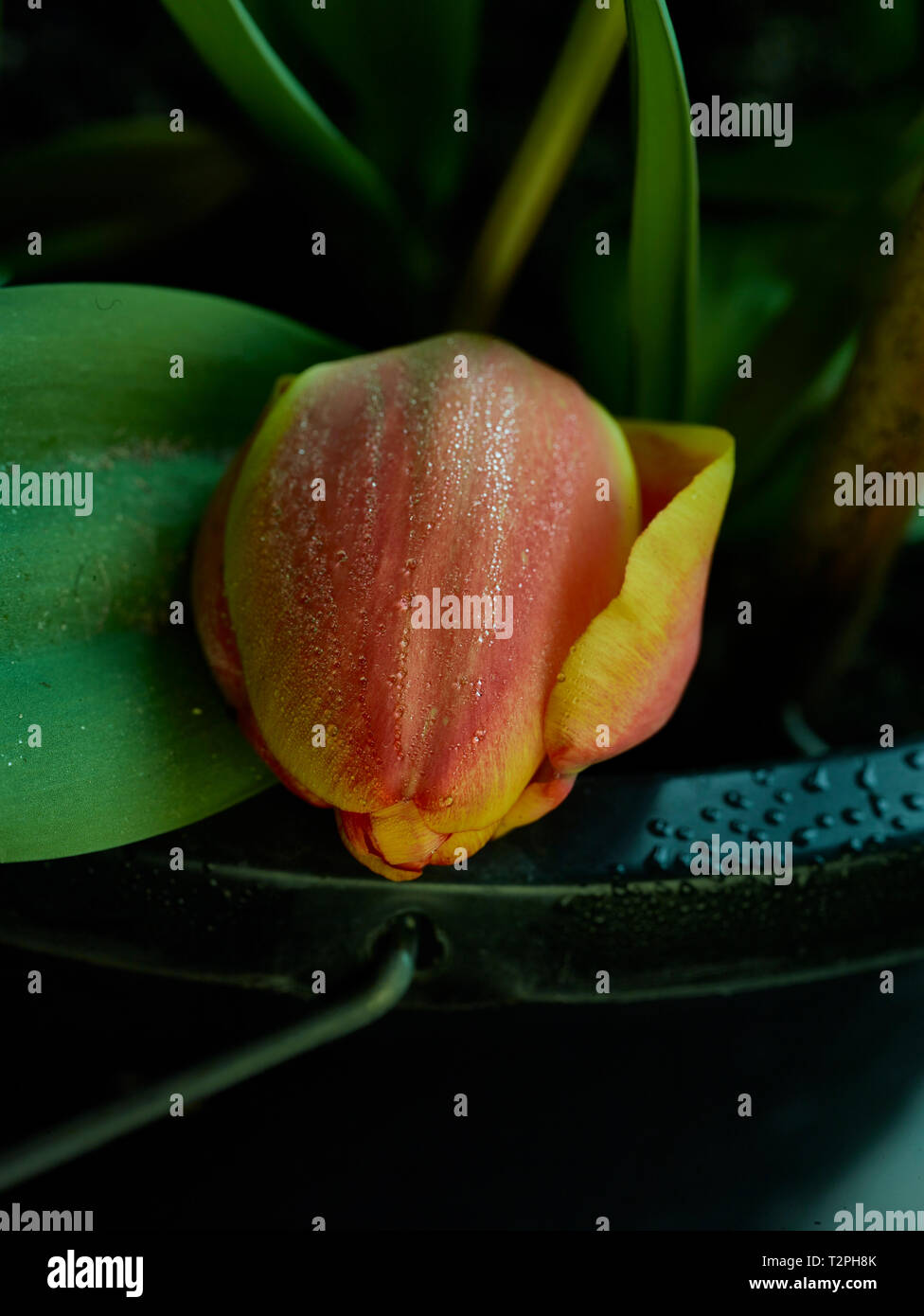 Spring tulip flower in a london urban garden, England, United Kingdom ...
