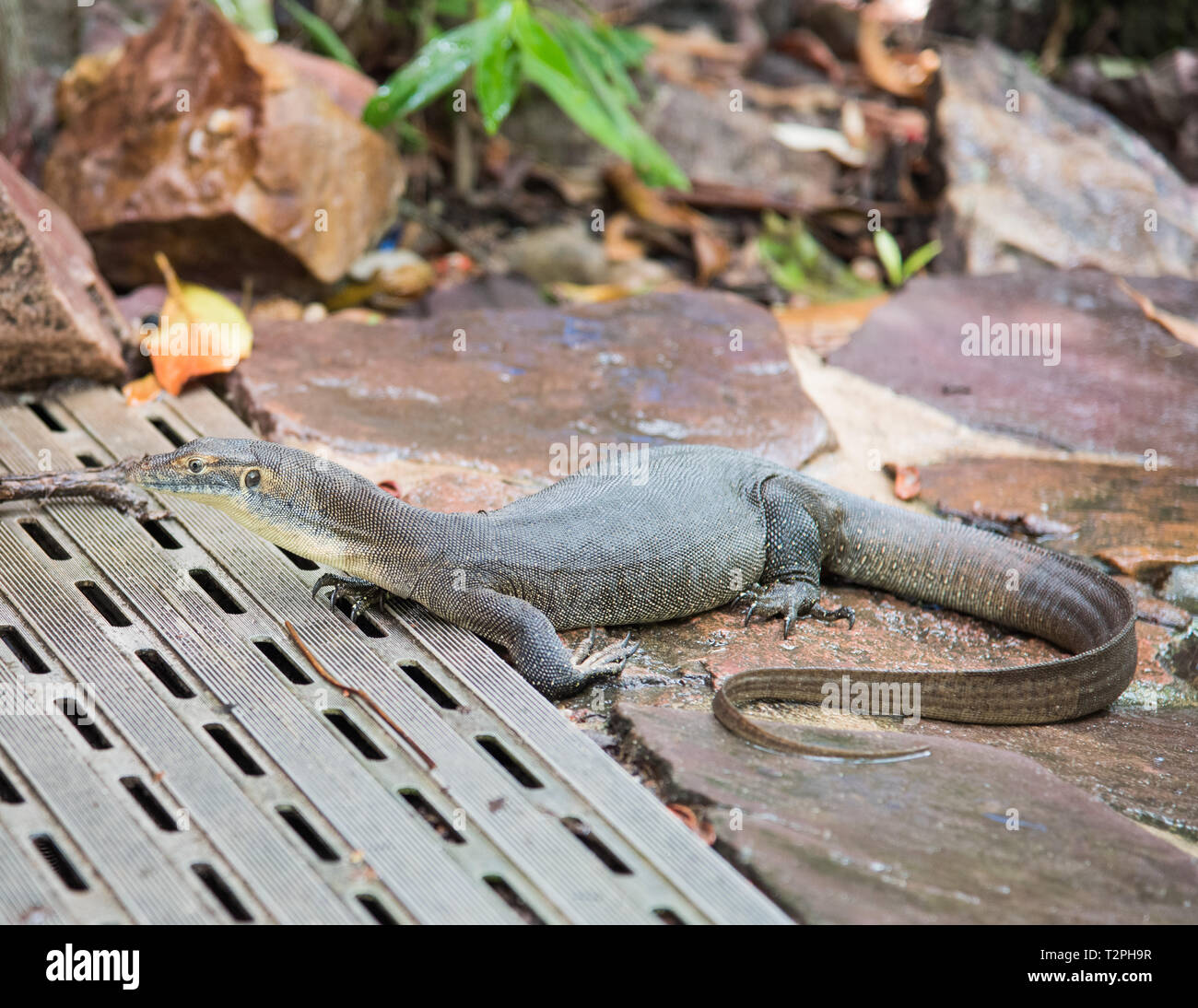 Monitor lizard isolated in it's natural habitat at Litchfield National ...