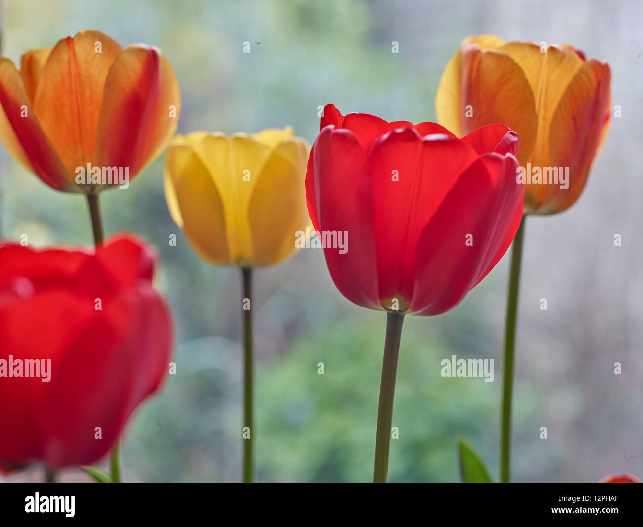 Spring tulip flower in a london urban garden, England, United Kingdom ...