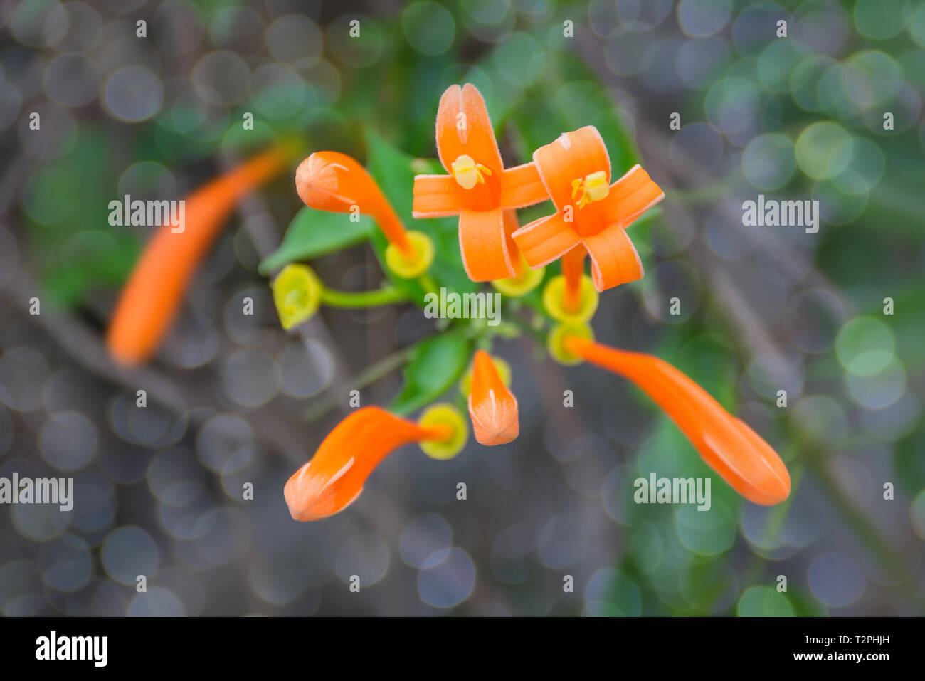 Firecracker vine hi-res stock photography and images - Alamy