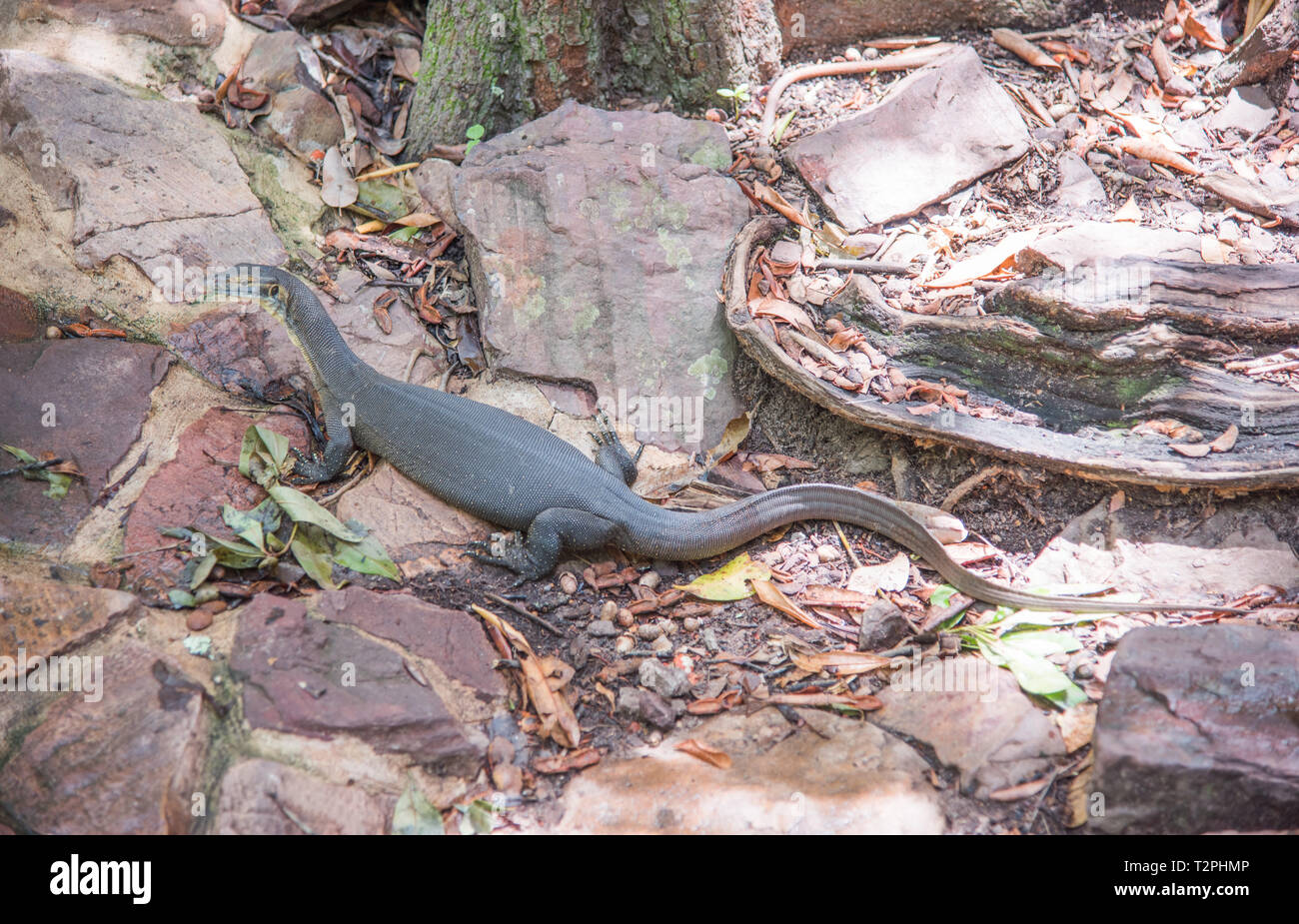 Monitor lizard isolated in it's natural habitat at Litchfield National ...