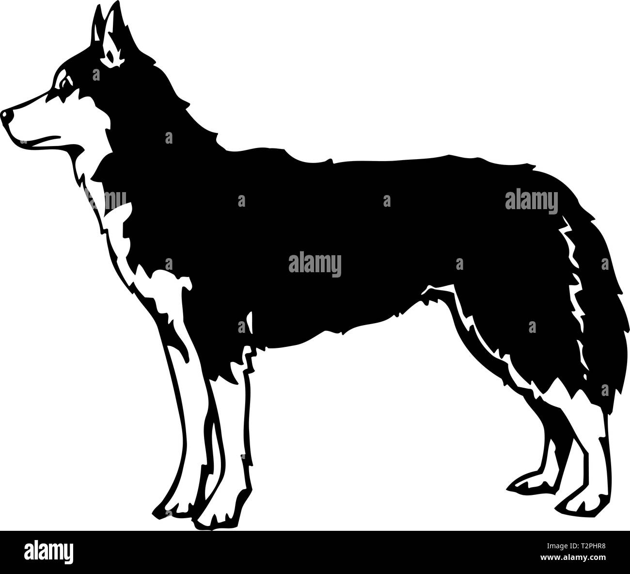 Siberian Husky Illustration Stock Vector Image & Art - Alamy