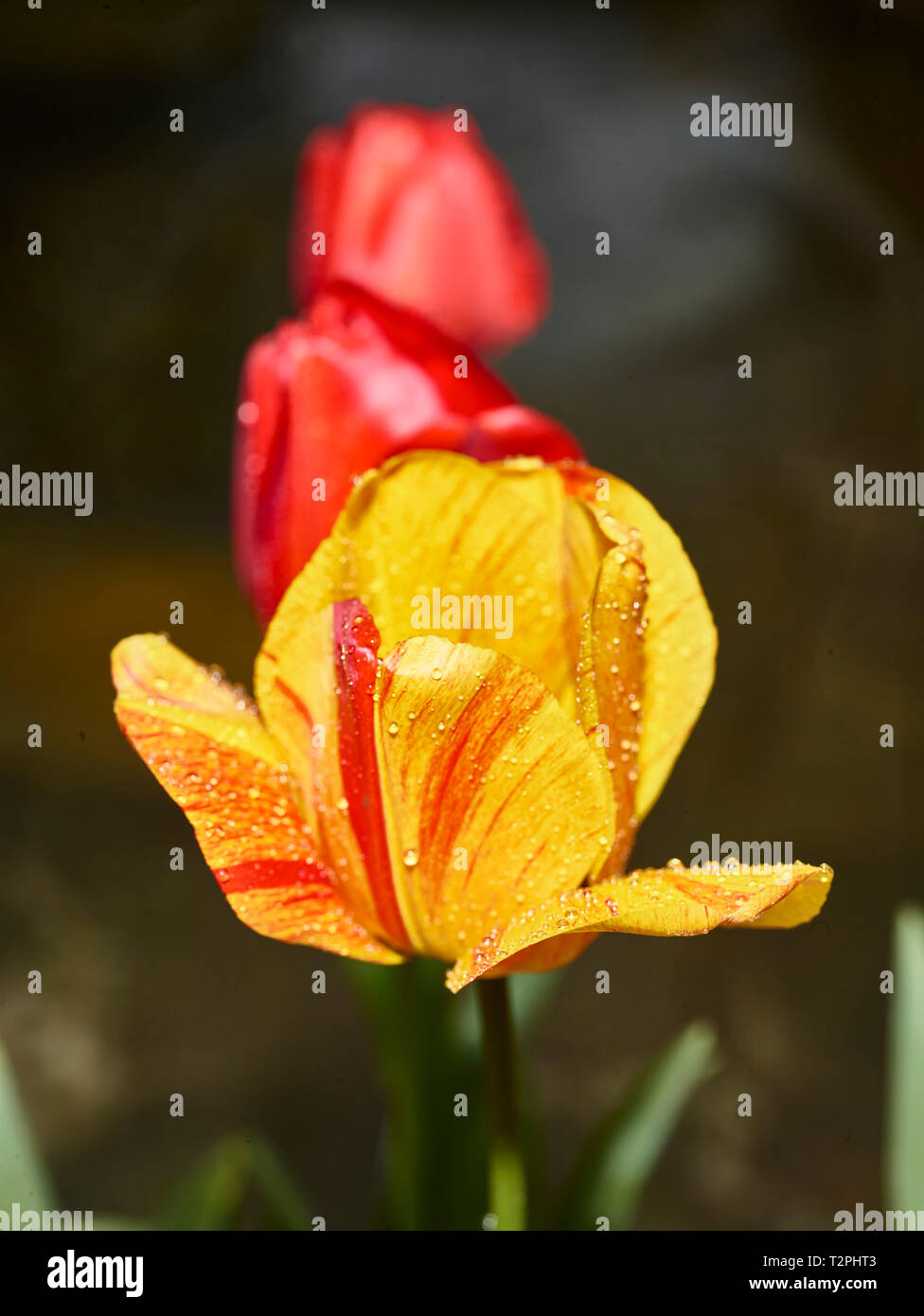 Spring tulip flower in a london urban garden, England, United Kingdom ...