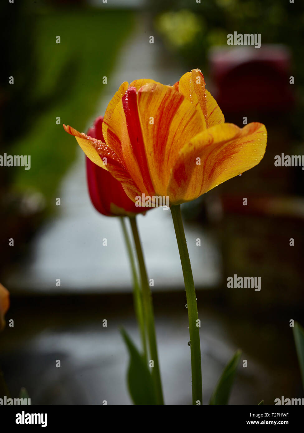 Spring tulip flower in a london urban garden, England, United Kingdom ...