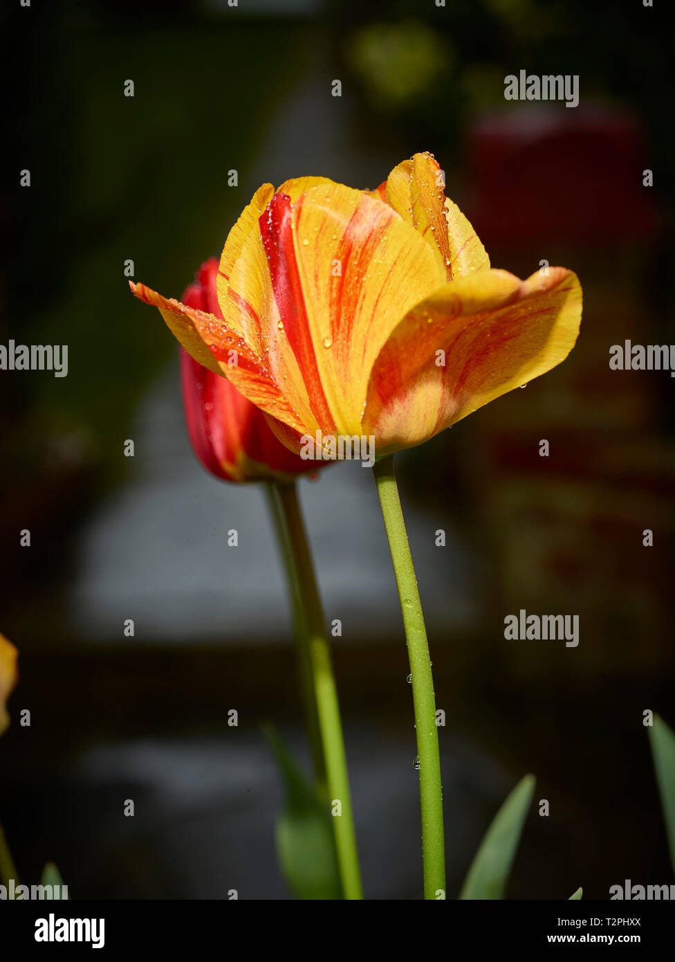 Spring tulip flower in a london urban garden, England, United Kingdom ...