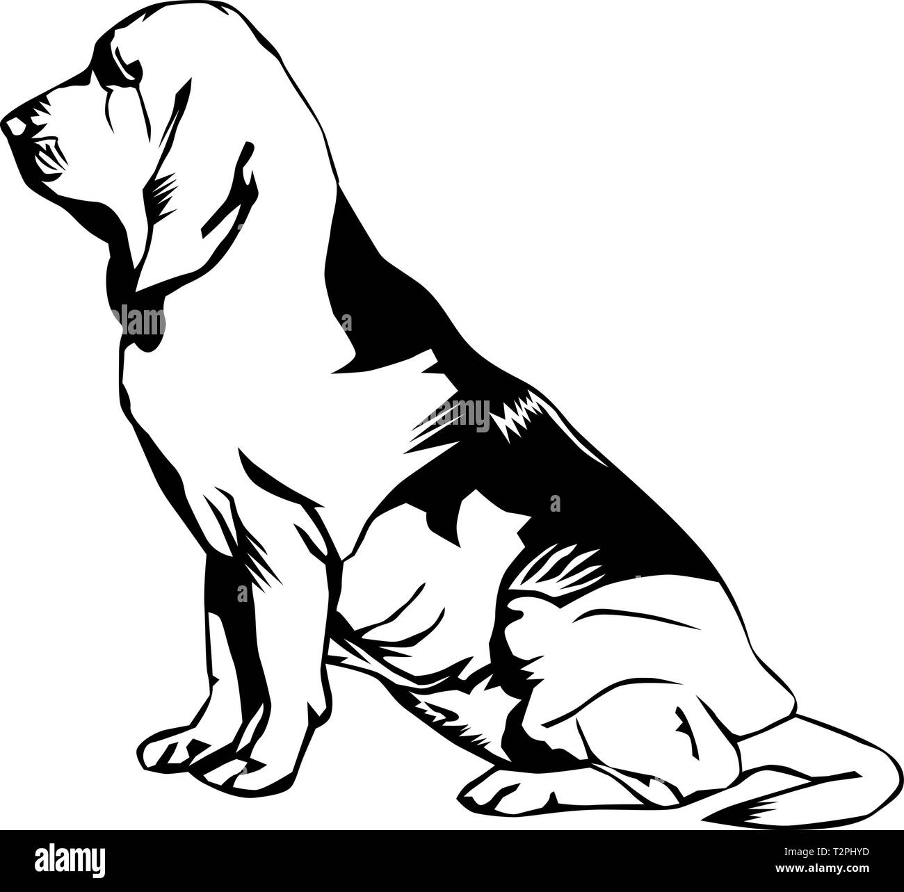 Bloodhound Vector Illustration Stock Vector Image & Art - Alamy