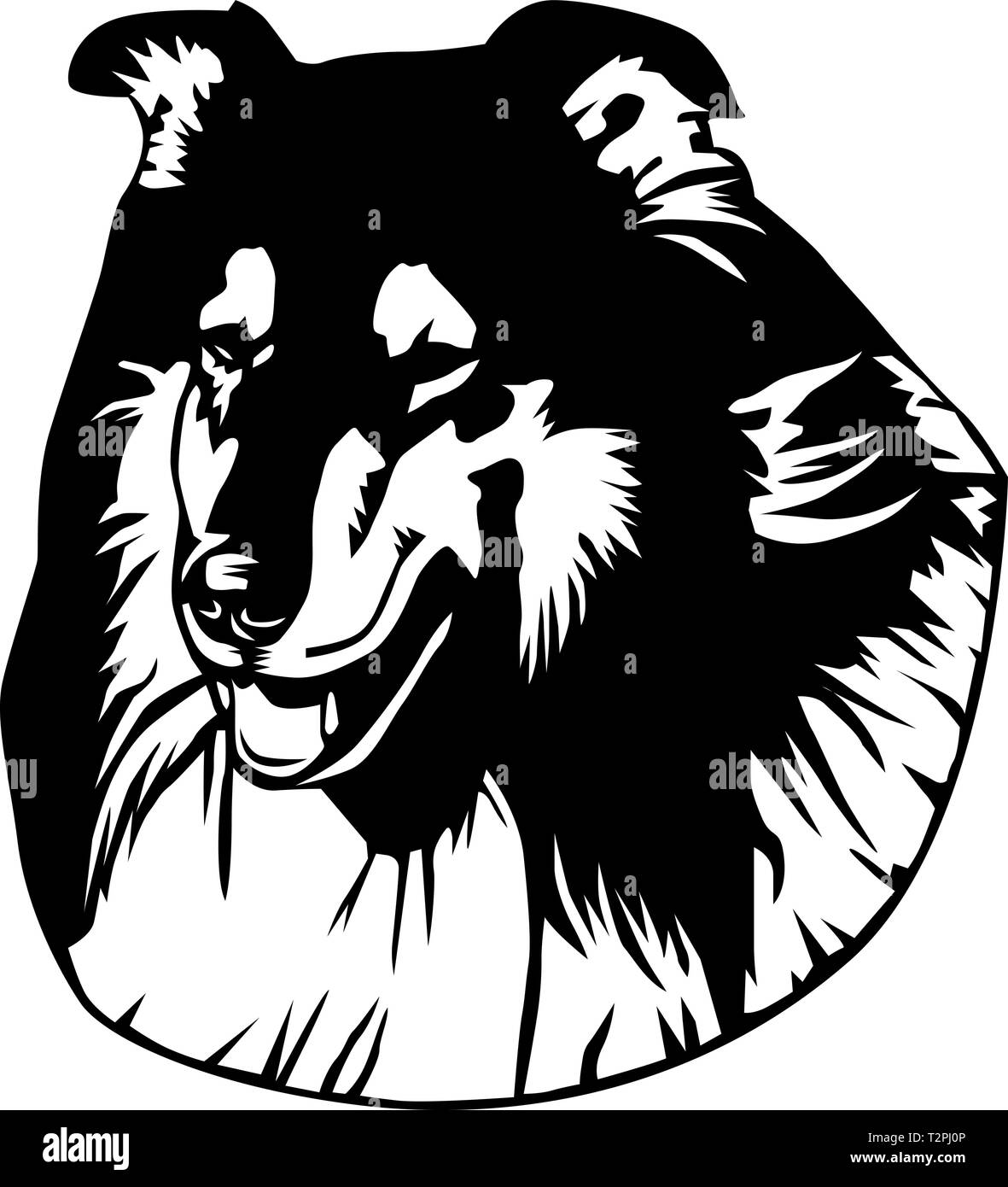 Collie Vector Illustration Stock Vector Image & Art - Alamy