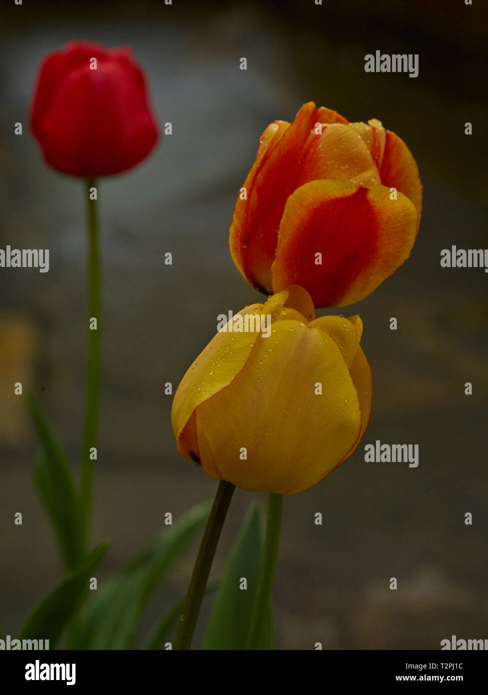 Spring tulip flower in a london urban garden, England, United Kingdom ...