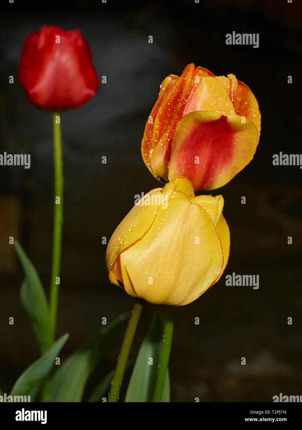 Spring tulip flower in a london urban garden, England, United Kingdom ...