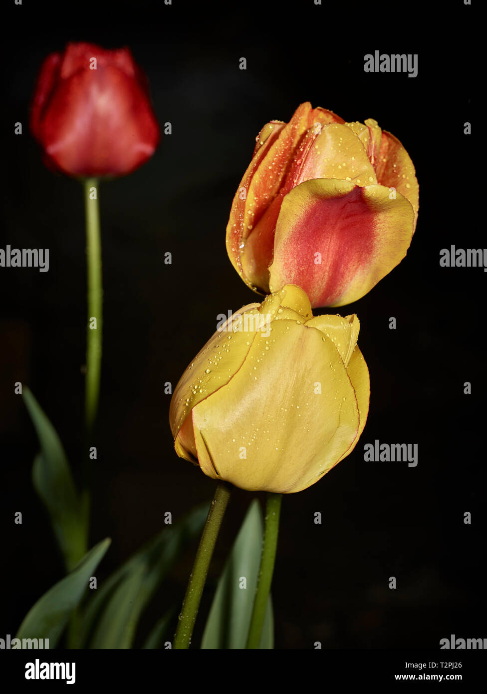Spring tulip flower in a london urban garden, England, United Kingdom ...