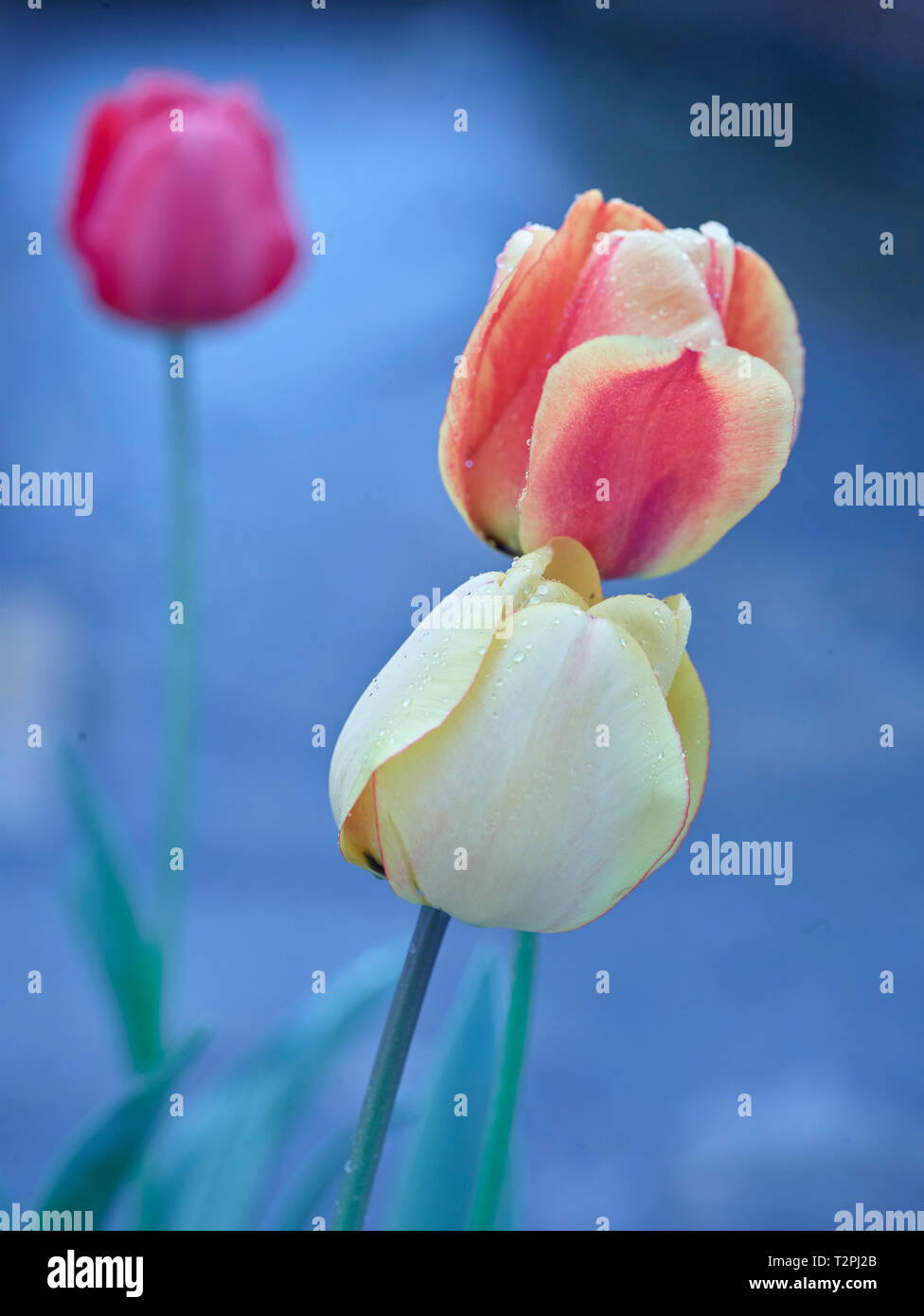 Spring tulip flower in a london urban garden, England, United Kingdom ...