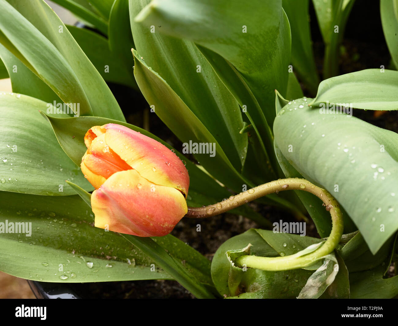 Spring tulip flower in a london urban garden, England, United Kingdom ...