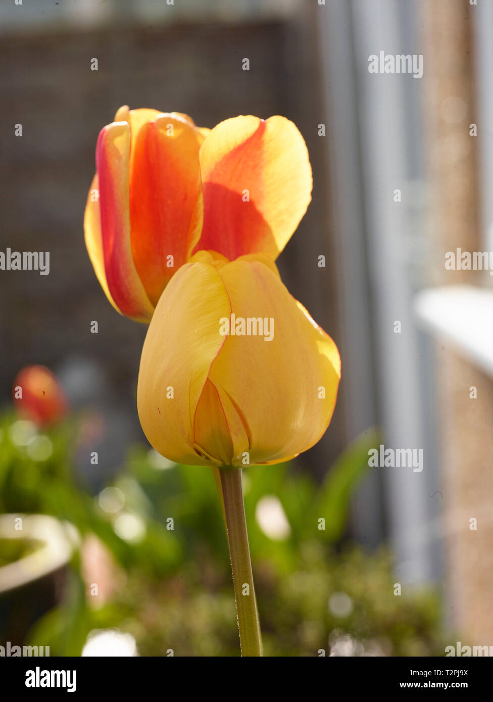 Spring tulip flower in a london urban garden, England, United Kingdom ...