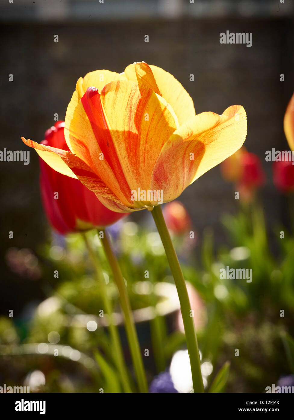 Spring tulip flower in a london urban garden, England, United Kingdom ...