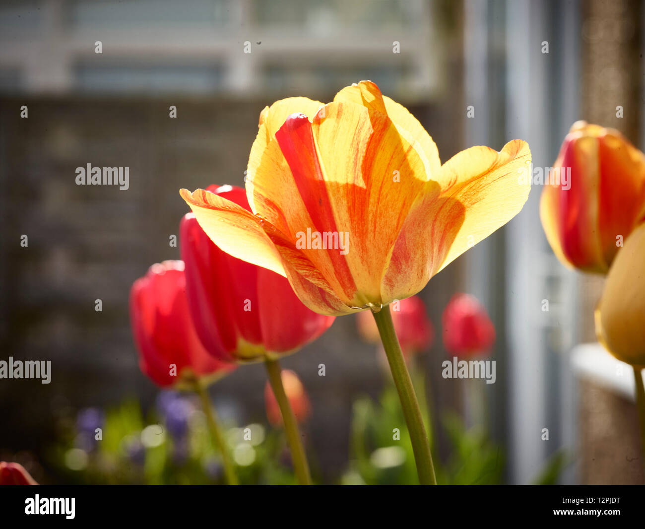 Spring tulip flower in a london urban garden, England, United Kingdom ...
