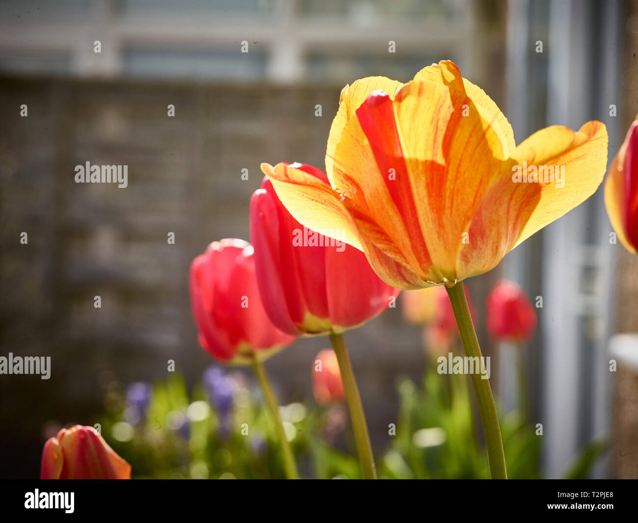 Spring tulip flower in a london urban garden, England, United Kingdom ...