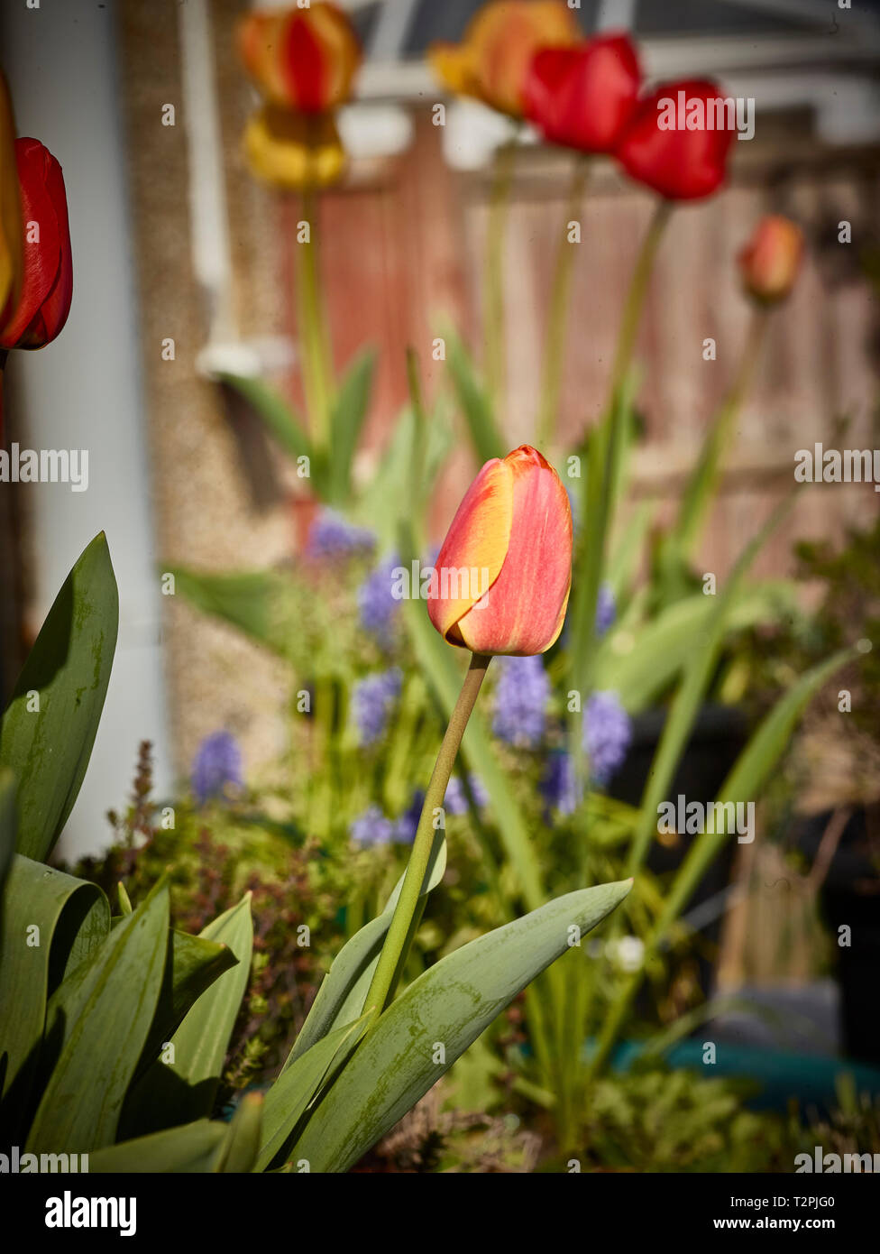 Spring tulip flower in a london urban garden, England, United Kingdom ...