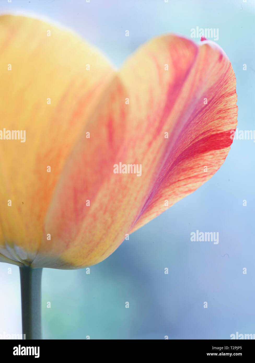 Single tulip flower in close up against a plain background Stock Photo ...