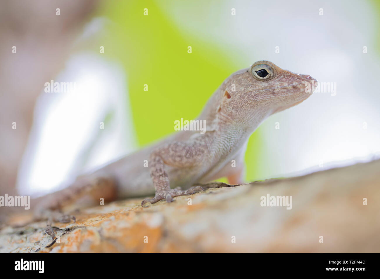 Lizard, Dominica, West Indies, Caribbean Stock Photo - Alamy