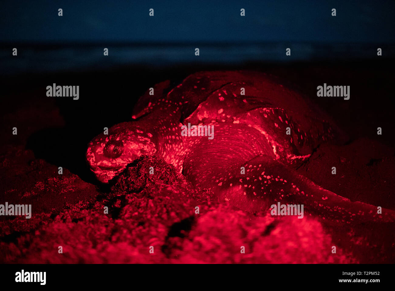 Leatherback turtle hi-res stock photography and images - Alamy