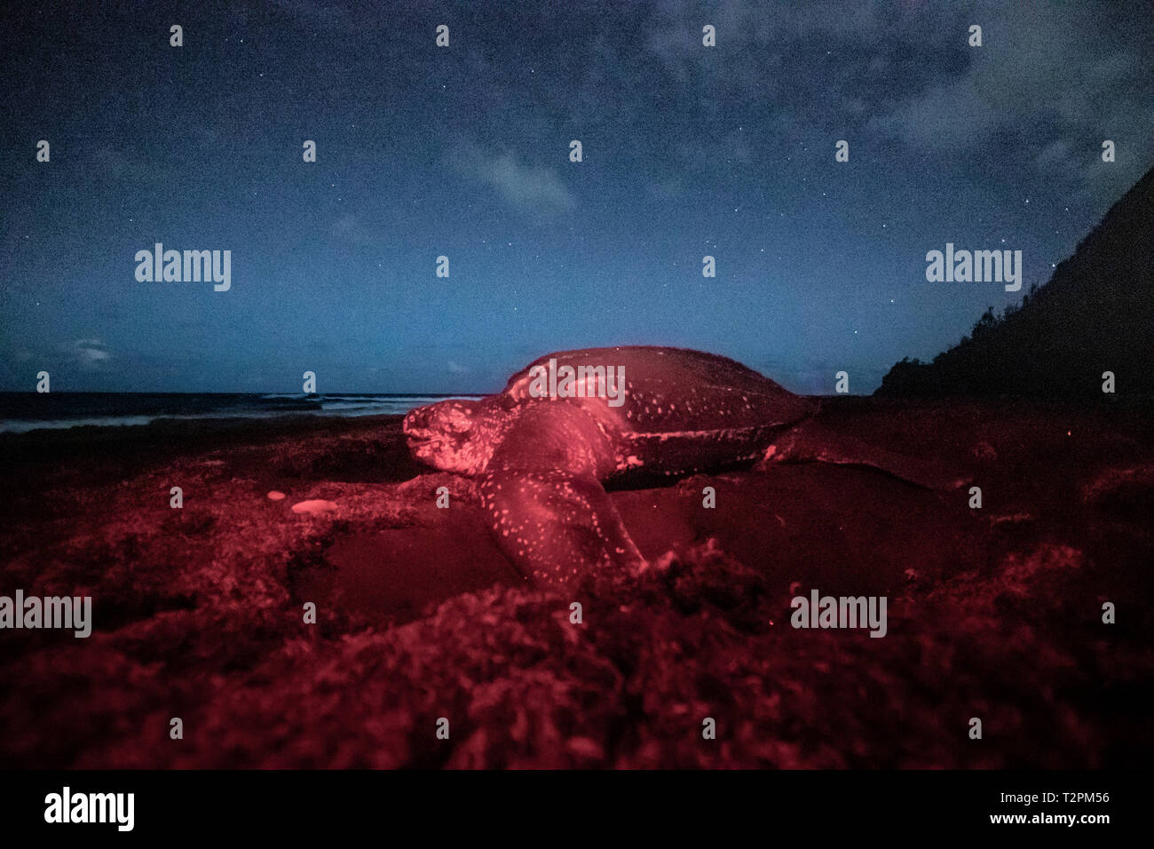 Leatherback Turtle laying eggs on beach, Dominica, Caribbean Stock ...