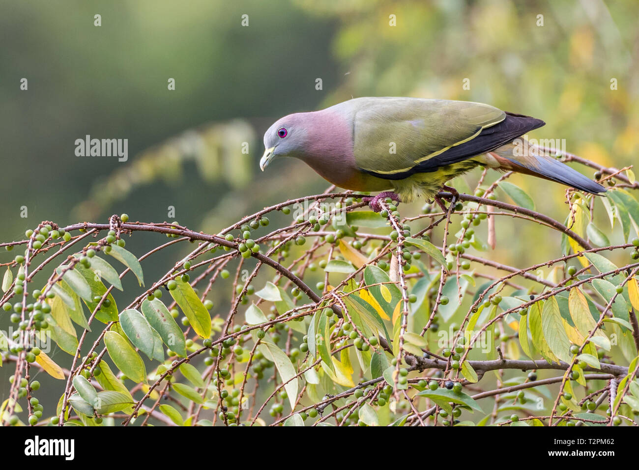 Treron vernans-The pink-necked green pigeon Stock Photo - Alamy