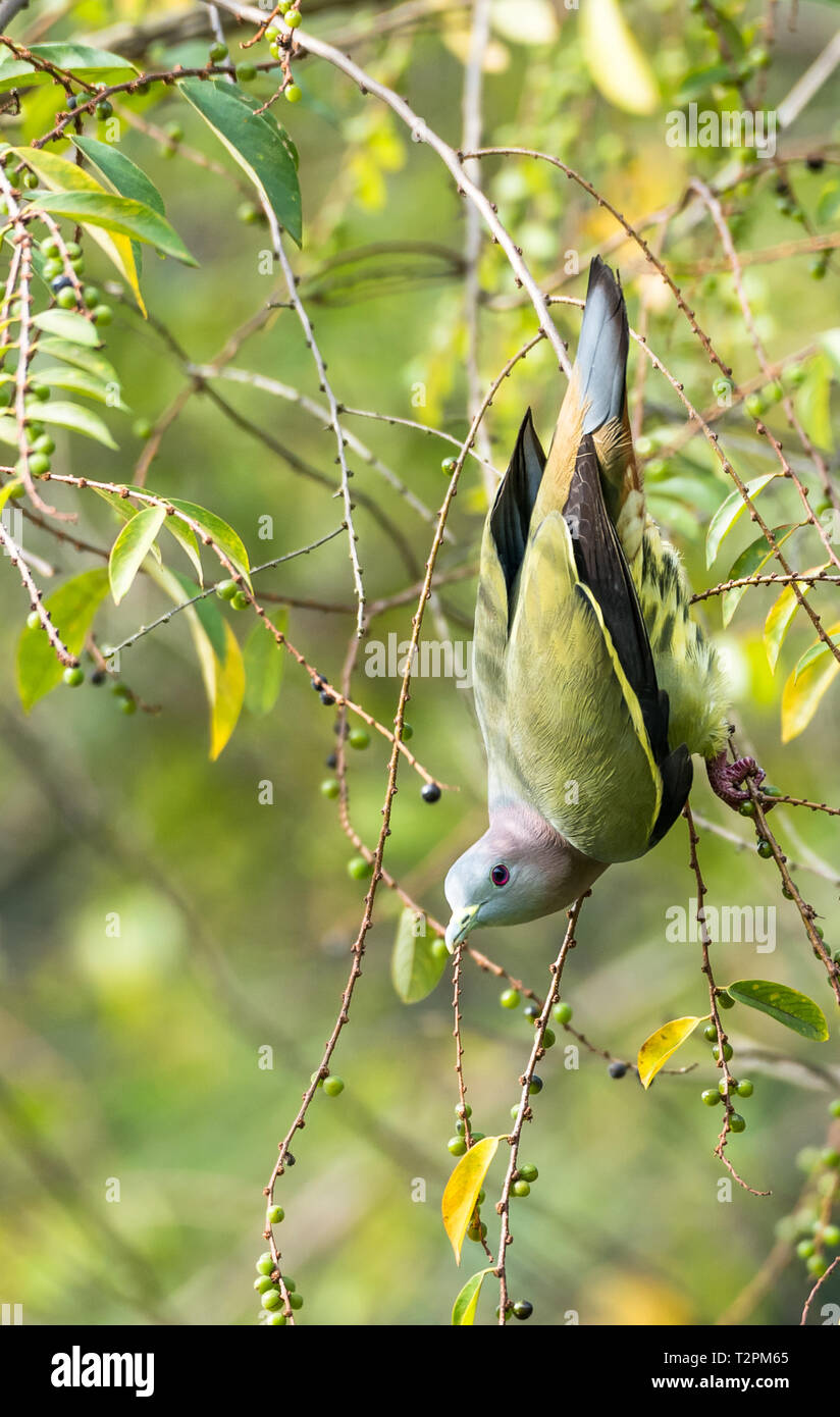 Treron vernans-The pink-necked green pigeon Stock Photo - Alamy