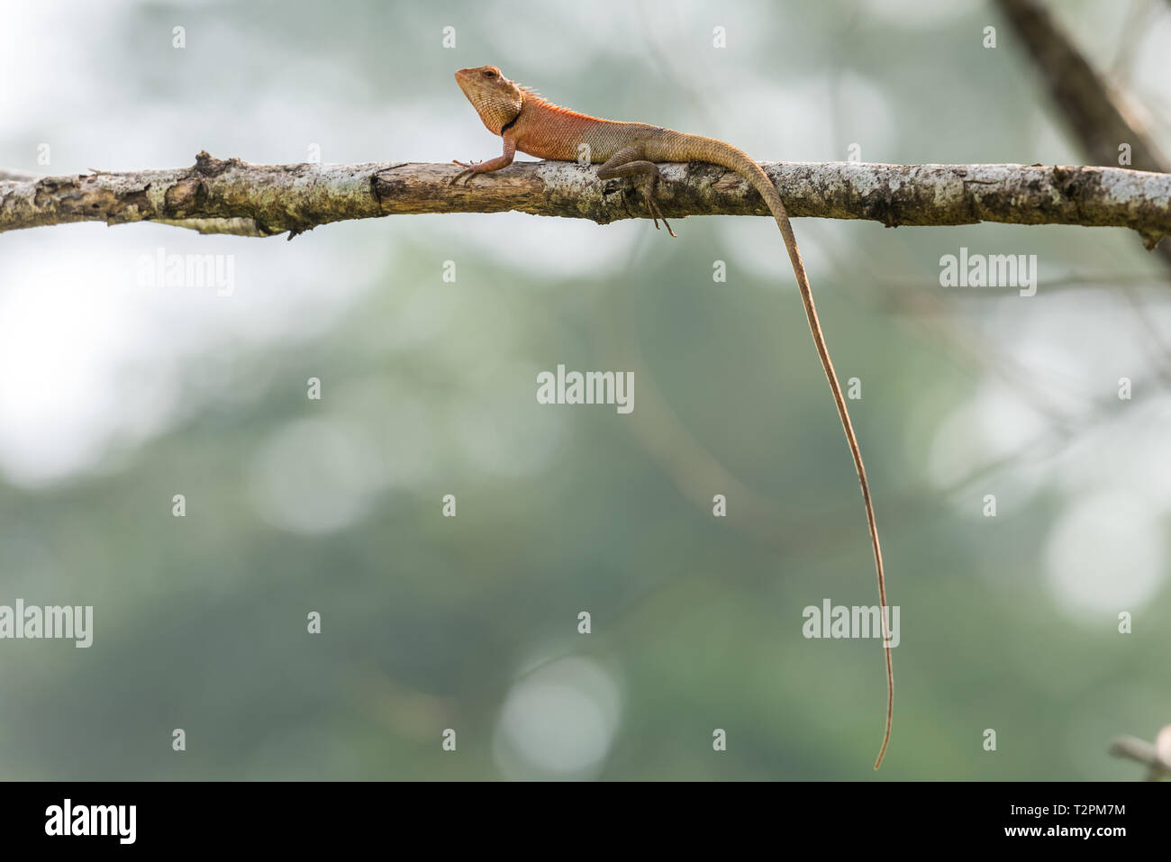 Ugly lizard hi-res stock photography and images - Alamy