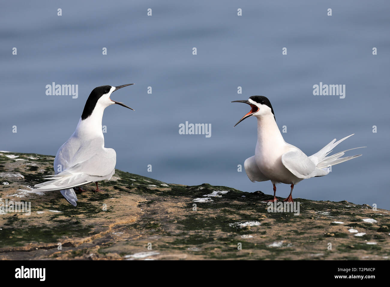 White fronted tern hi-res stock photography and images - Alamy