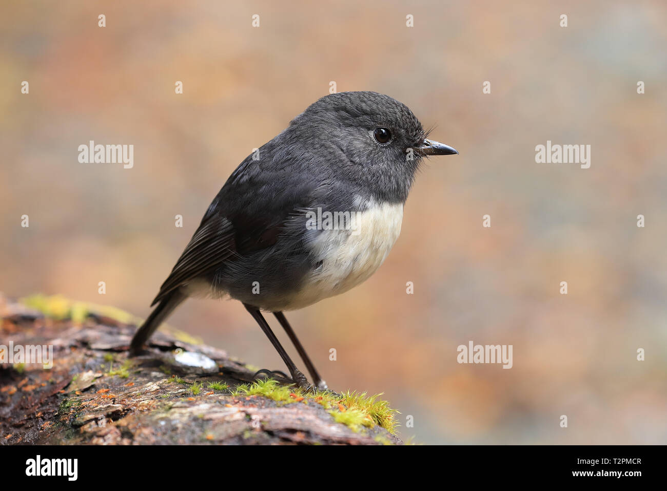 South Island Robin Stock Photo - Alamy