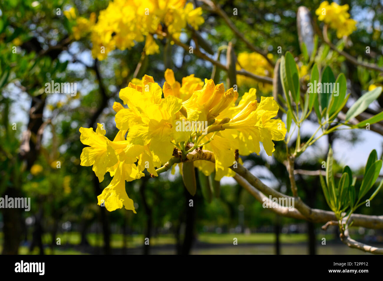 White tabebuia hi-res stock photography and images - Alamy