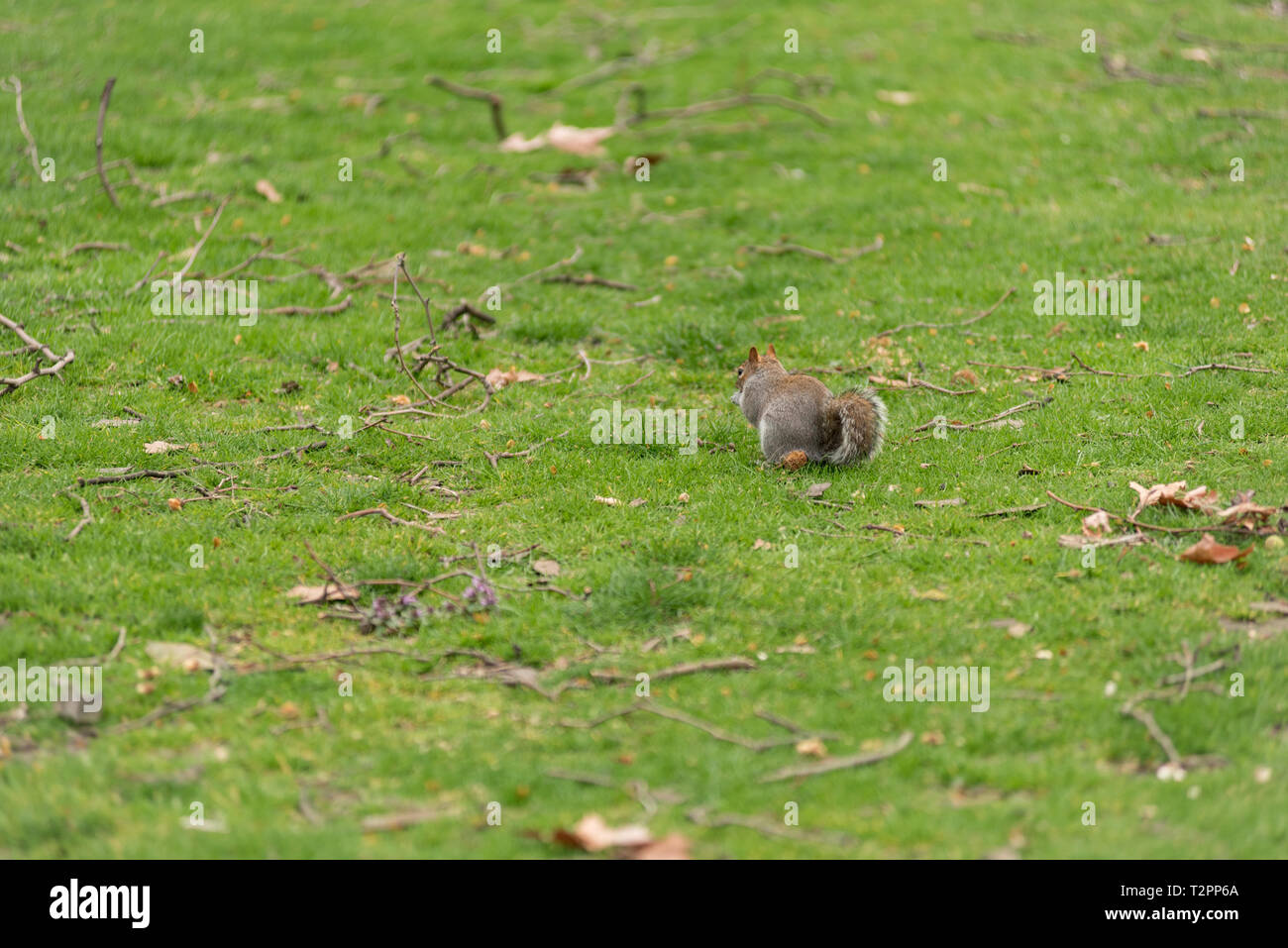 Saint james park london hi-res stock photography and images - Alamy