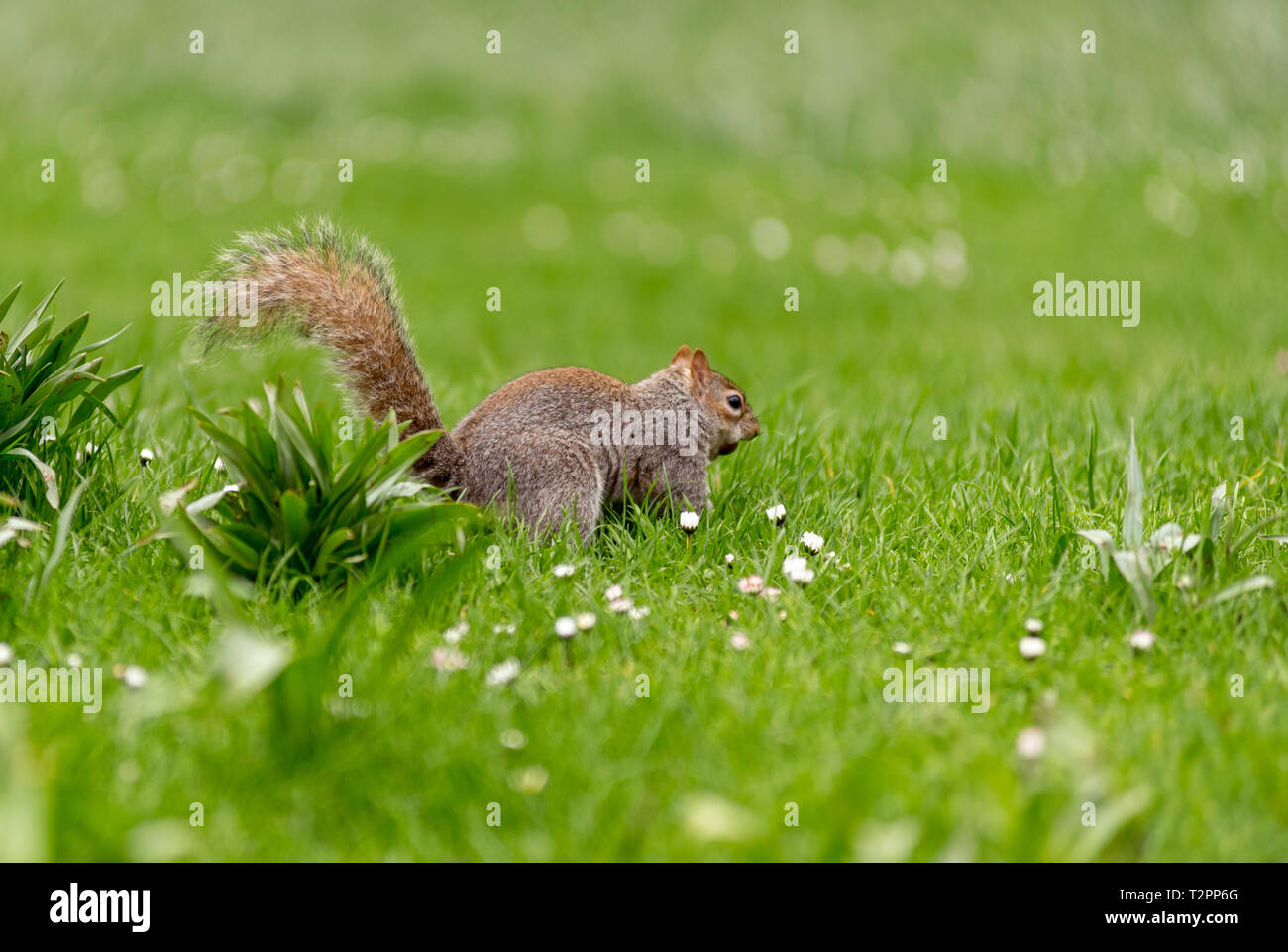 Grey squirrel in Saint James park, London Stock Photo - Alamy