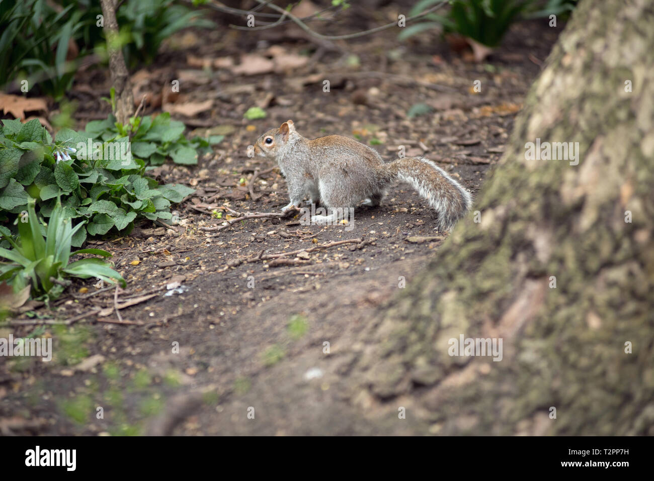 Grey squirrel in Saint James park, London Stock Photo - Alamy