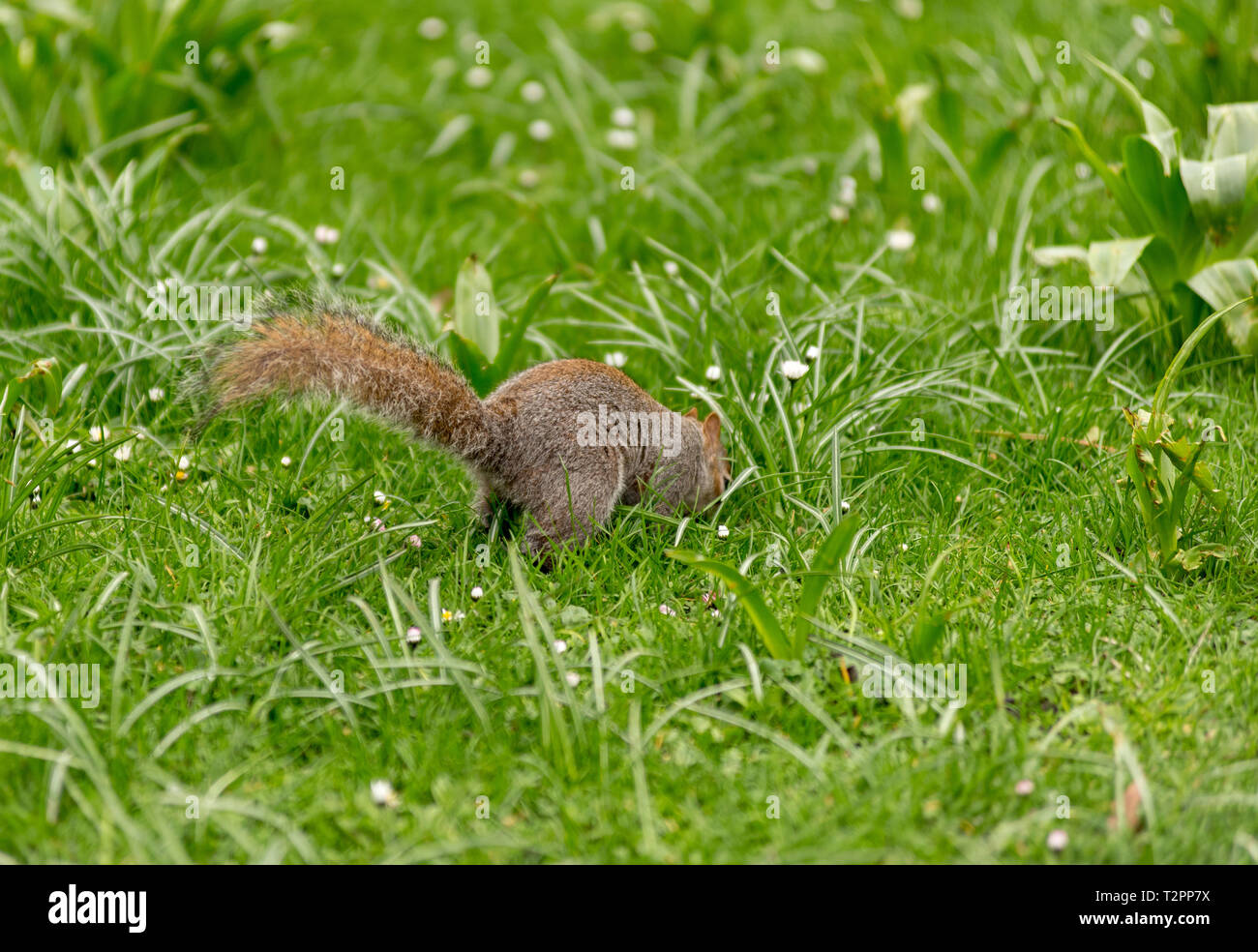 London uk hyde park squirrel hi-res stock photography and images - Alamy