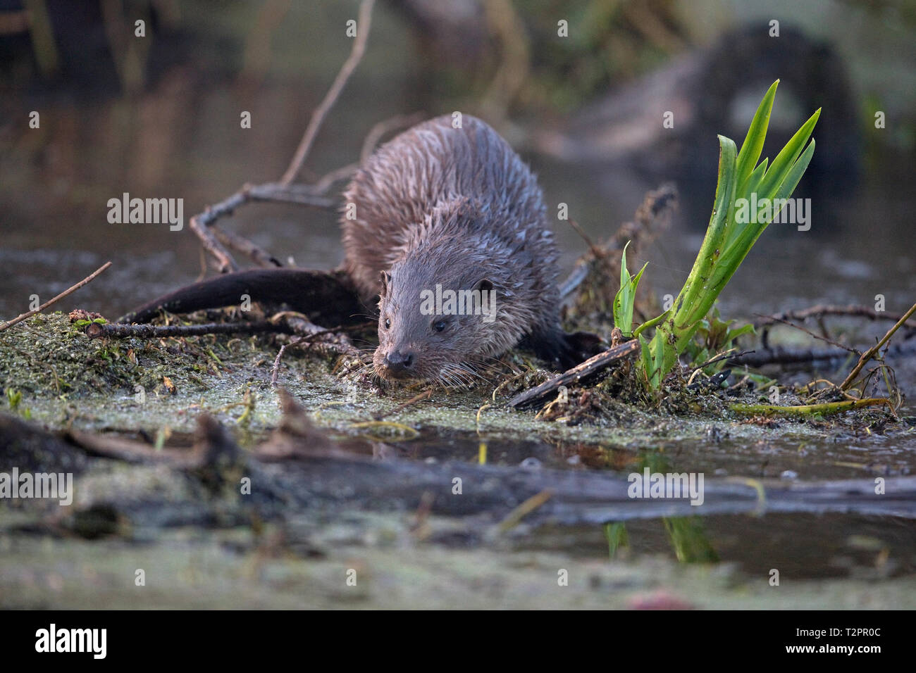 Common Otter (Lutra lutra Stock Photo - Alamy