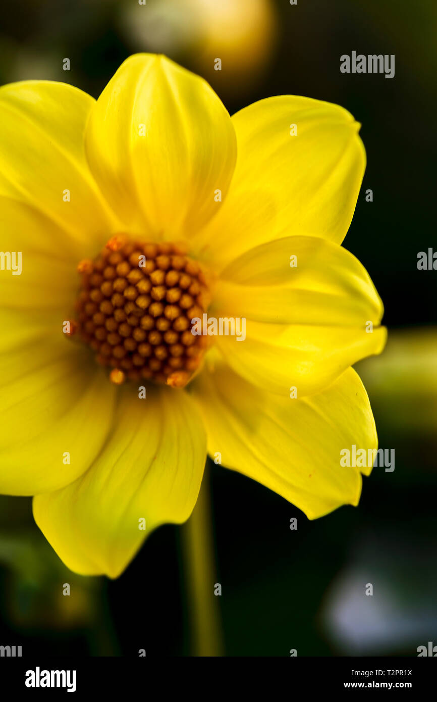 Fully bloom hi-res stock photography and images - Alamy