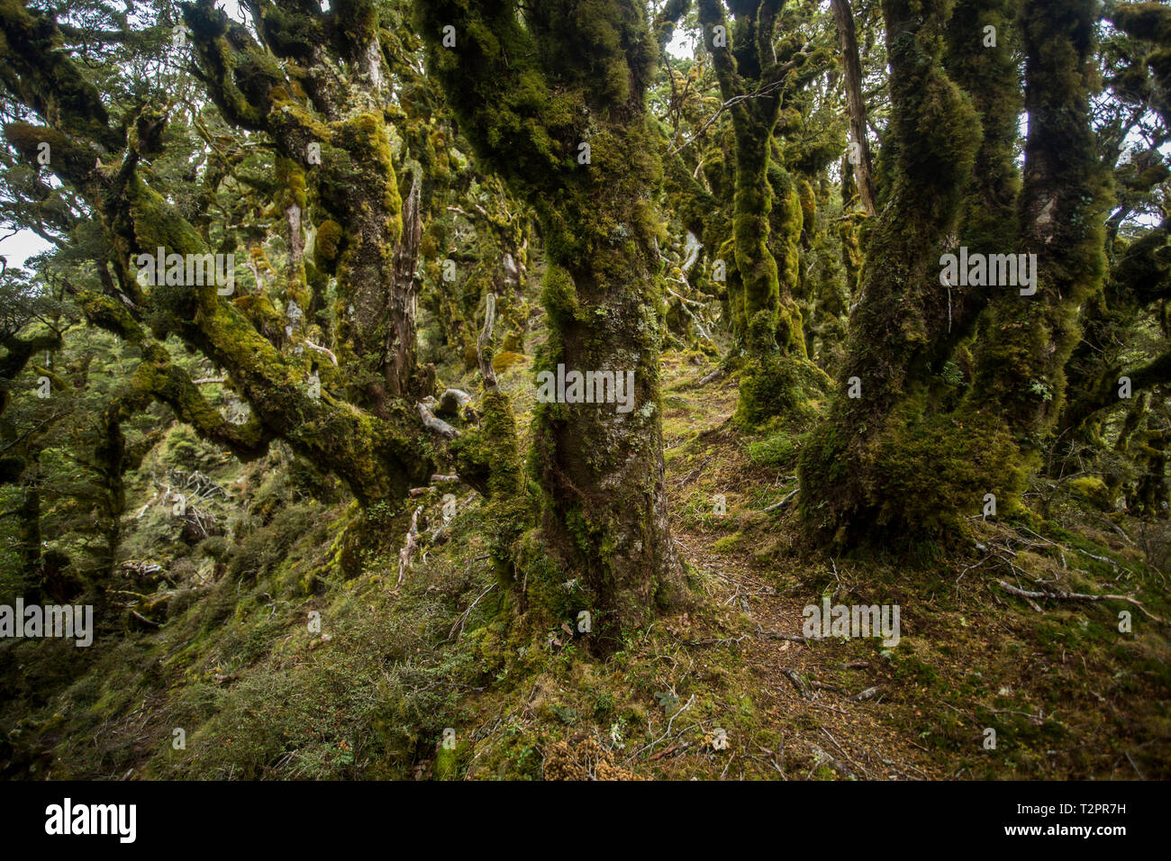 Silver trail hi-res stock photography and images - Alamy