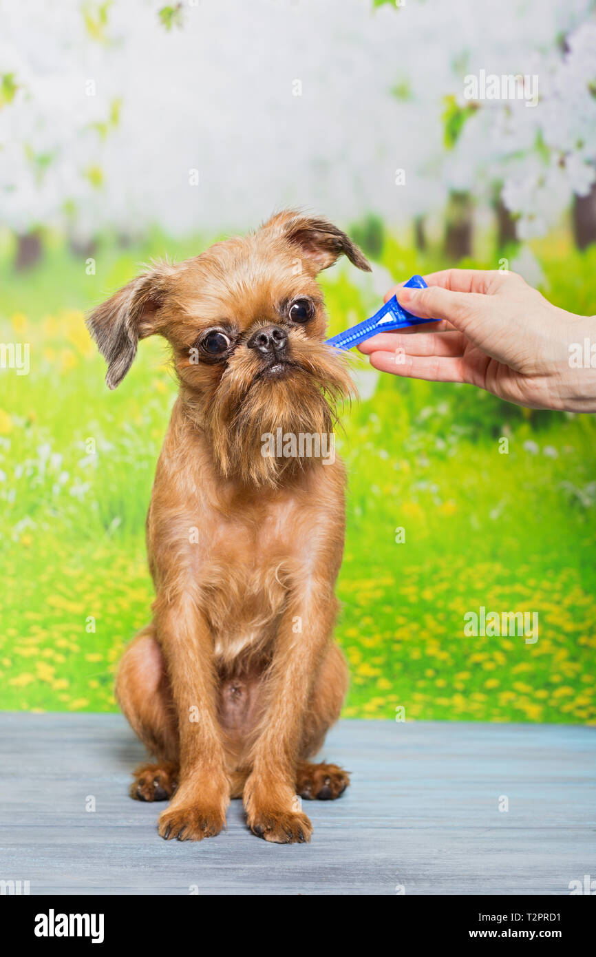 Dog breed Brussels Griffon drip drops of fleas and ticks, on the ...