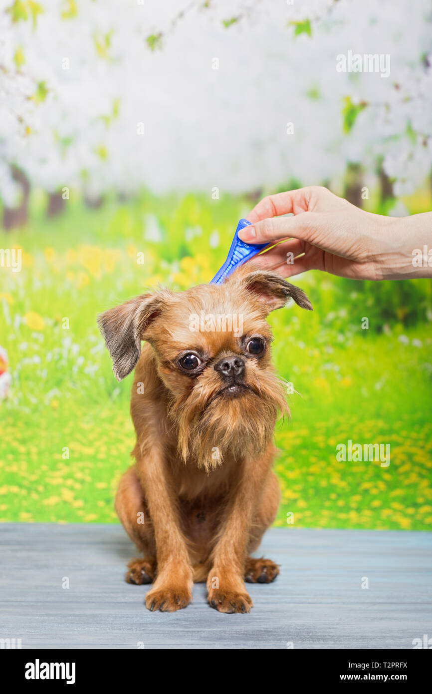 Dog breed Brussels Griffon drip drops of fleas and ticks, on the ...