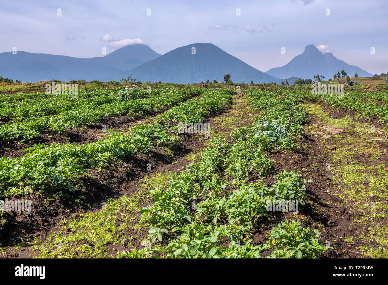 Potato fields on small farms near Volcanos National Park , Rwanda Stock ...