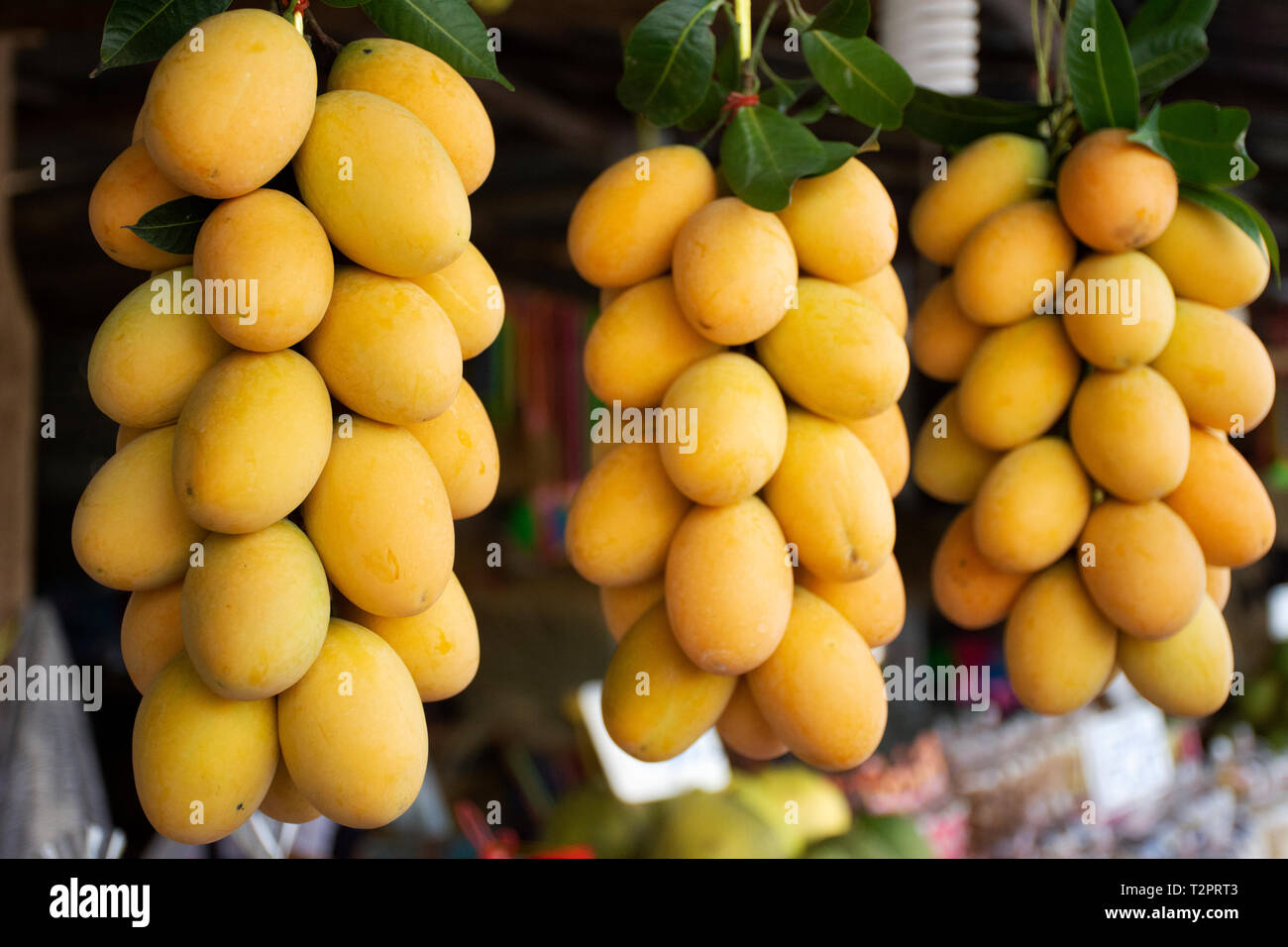 Gandaria hi-res stock photography and images - Alamy