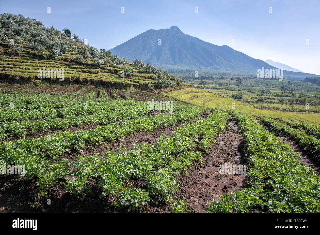 Volcanoes national park rwanda hi-res stock photography and images - Alamy